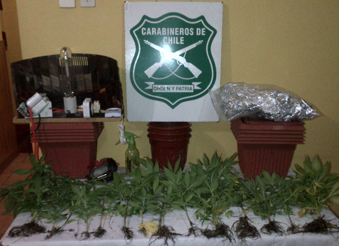 El OS-7 de Carabineros detuvo a joven que mantenía una plantación de Marihuana en Bulnes