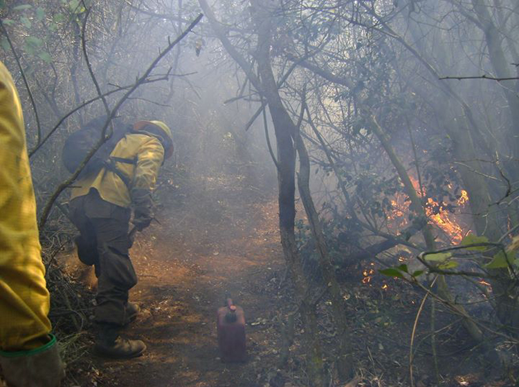 Un incendio forestal afectó bosque nativo y dejó pérdidas por $500 mil ... Un incendio forestal afectó bosque nativo y dejó pérdidas por $500 mil ...