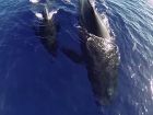 GoPro: mira cómo esta ballena jorobada y su cría nadan libremente en el mar