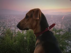 El segundo tráiler de "Perla", la película que retrata el abandono ...