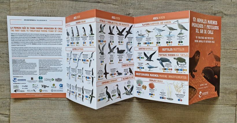 Crean una guía ilustrada para conocer 101 animales marinos del sur de Chile