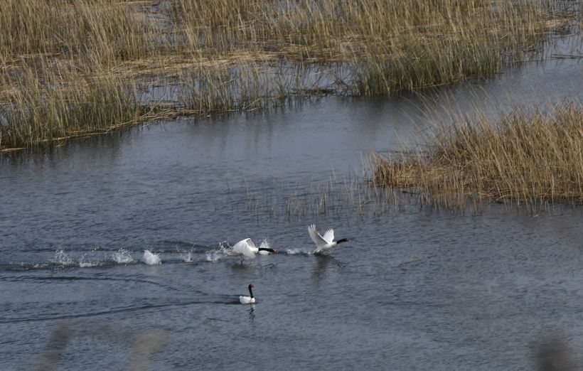 Arauco por disminución del luchecillo en Santuario: "La ciencia nos ayudará a entender"