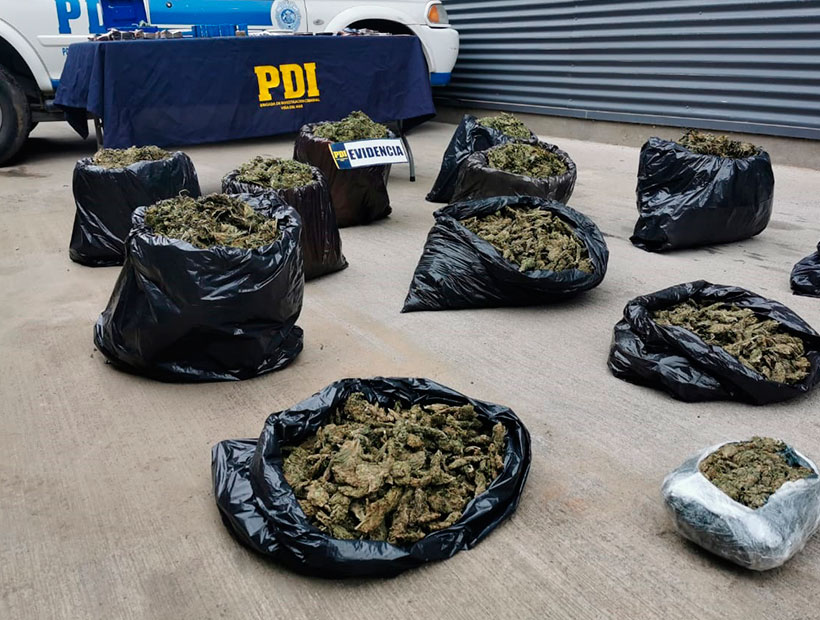 Detienen banda criminal con $19 millones en efectivo y 60 kilos de marihuana en Petorca