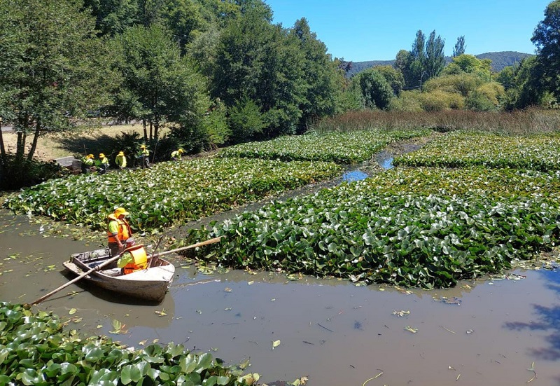En Valdivia aumentan protección de humedales con nueva cuadrilla de limpieza especializada municipal