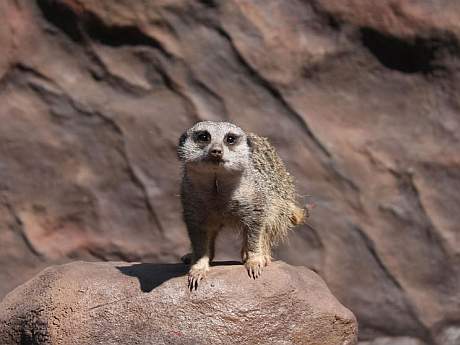 Seis suricatas ya son parte del Zoológico de Santiago | soychile.cl