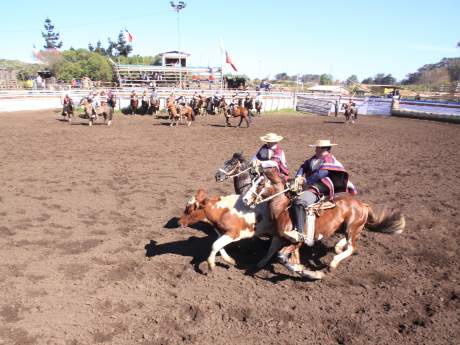Comenzó el Campeonato Nacional de Rodeo en Santo Domingo