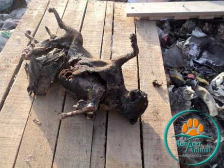 Joven que encontró animales calcinados no descartó querellas contra los ...