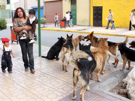 Más de 700 perros han sido “chipeados” en Calama