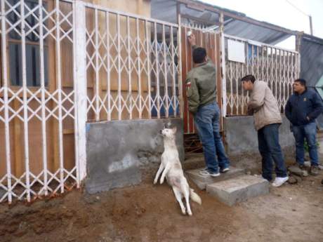 Vecinos de Alto Hospicio encuentran a perro ahorcado