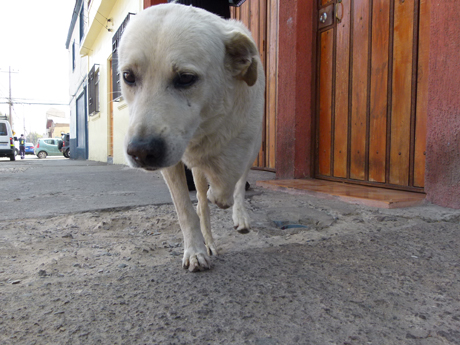 Conozca a "El Manco": El perro trípode de Antofagasta
