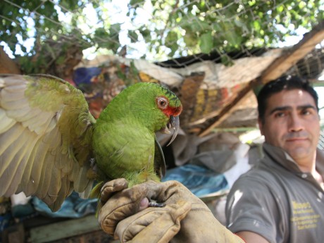 El Museo de Ciencias Naturales de San Antonio liberará diversos ...