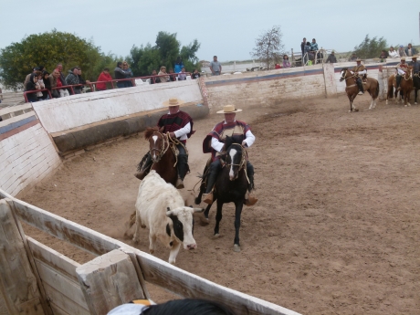 Collera de Calama se impuso en primer rodeo federado realizado en ...