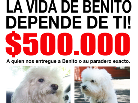 Aumentan a 500 mil pesos recompensa para encontrar a perrito extraviado ...
