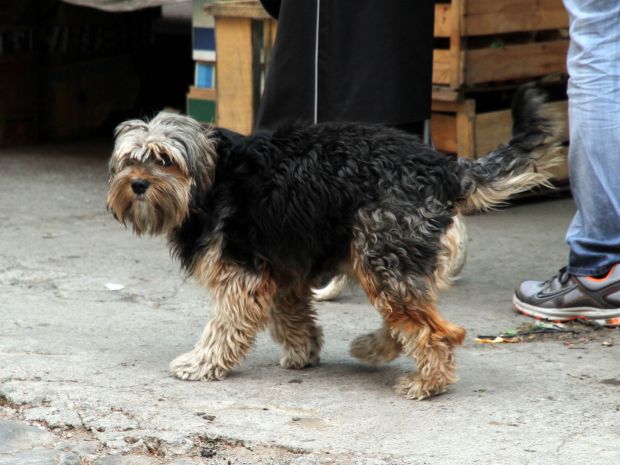 Heredero de Chili Dog tiene listas las maletas para instalarse en Dallas