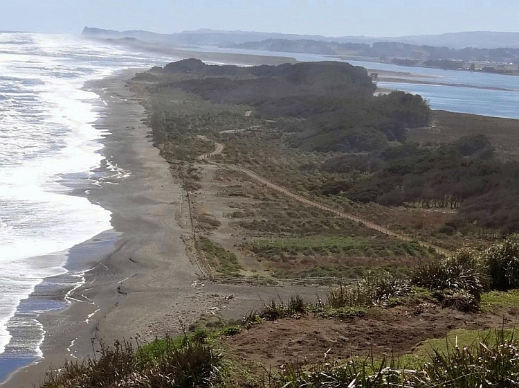 Con un bosque crearon una barrera natural contra maremotos en Puerto ...