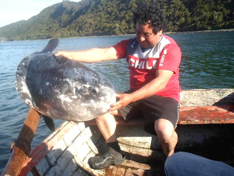 Pescador captura pez luna al sur de Chiloé
