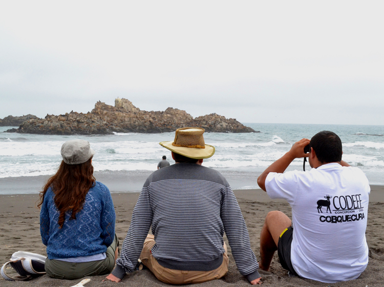 Voluntarios de Codeff trabajan rescatando a cachorros de lobos marinos ...