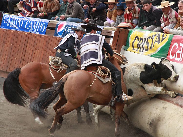 Clasificatorio de Rodeo vive su segunda jornada hoy en la Medialuna de ...
