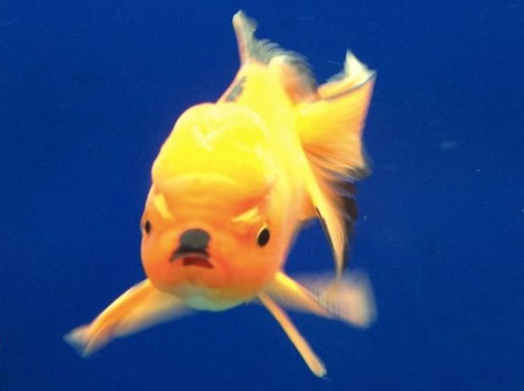 Fishler: el pez que se parece a Hitler | soychile.cl