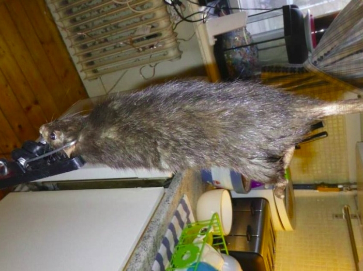 Después de Fishler, Ratzilla, la rata aterradora