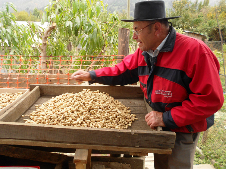 Agricultores están satisfechos con la cosecha de Maní en Coelemu