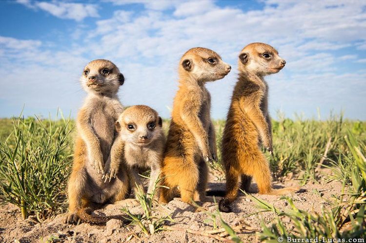 Irresistible: vea las fotos más bellas y adorables de suricatas bebé ...
