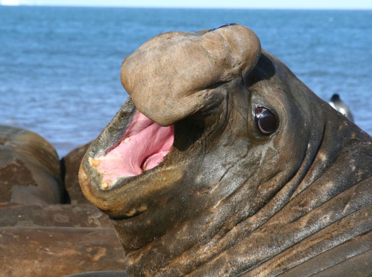 Estos son los animales más feos del mundo | soychile.cl