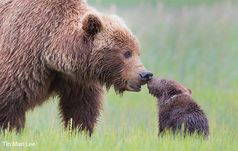 Estas fotos de osos cuidando a sus hijos son irresistibles | soychile.cl