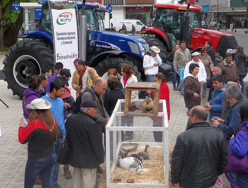 En noviembre se realizará una nueva versión de la Expo Sofo | soychile.cl