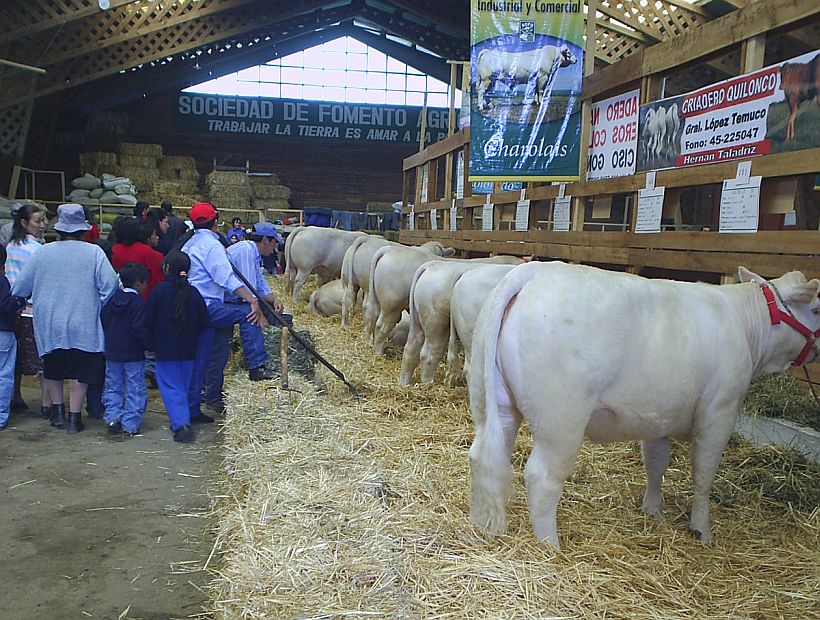 Hoy comenzó en Temuco la versión 84 de la Expo Sofo | soychile.cl