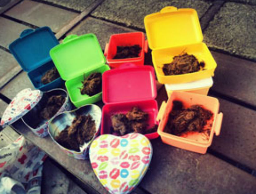 ¿No te cae bien alguien? Ahora puedes mandarle un "delivery de caca"