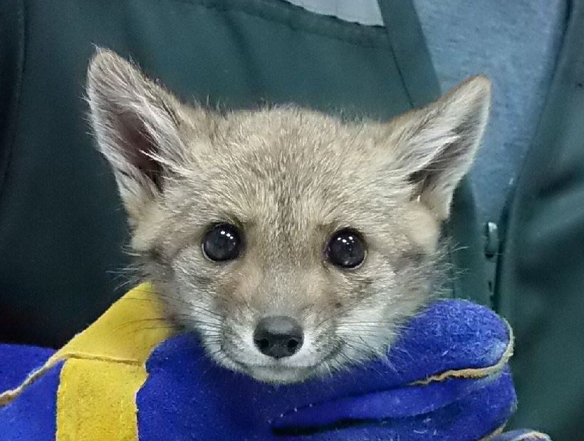 SAG entregó cinco ejemplares de fauna silvestre al Bioparque de Quillón