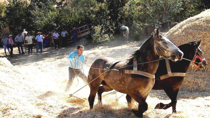 La quinta versión de la trilla a rastra vivió la comuna de Trehuaco