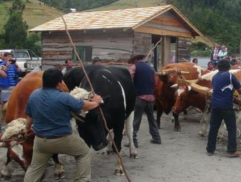 Lemuy prepara demostración de tradicional minga chilota | soychile.cl