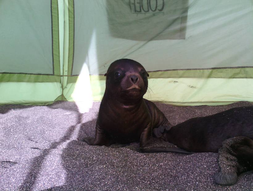 Con éxito terminaron los trabajos voluntarios de Codeff en Cobquecura
