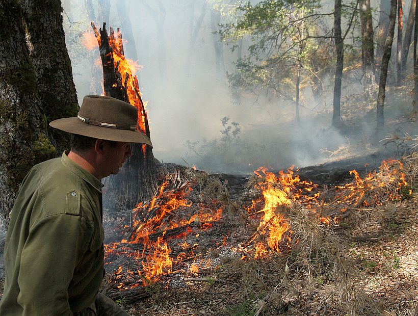 Bosques nativos quemados en China Muerta y Conguillío supera a todas ...