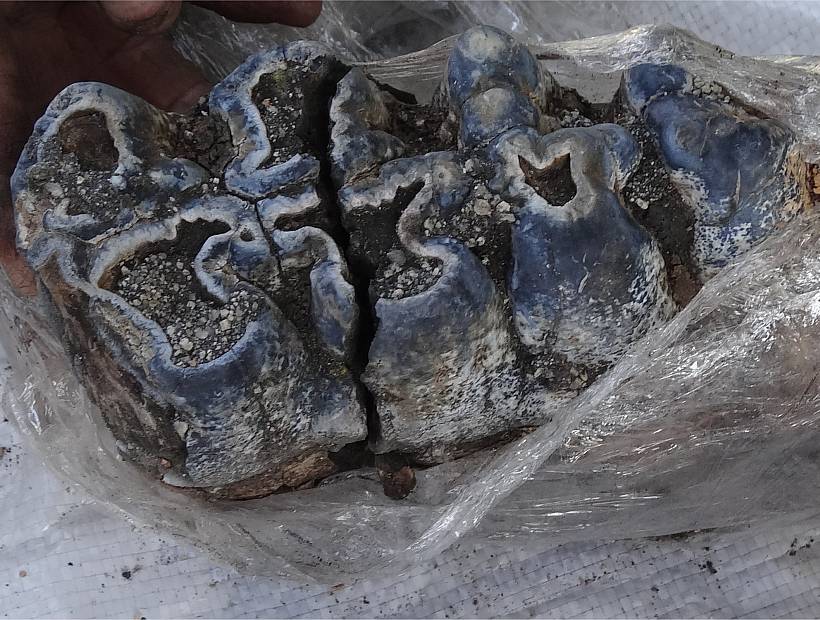 Hallaron estatuilla de la cultura Inca y molares de mastodonte en ...