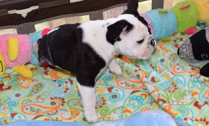 Conoce a Bonsai, el tierno cachorro que se hizo famoso en las redes ...