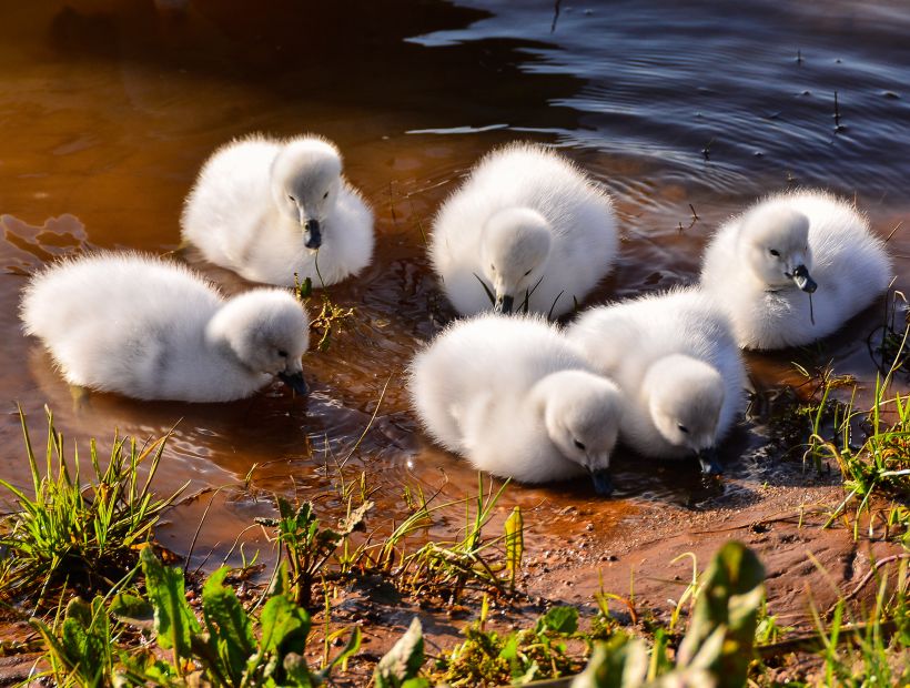 Seis cisnes de cuello negro nacieron en la laguna Lo Méndez de ...