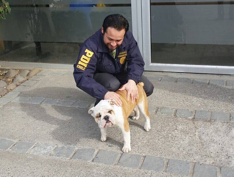 Recuperaron a un perro que había sido robado y que cuesta más de un ...