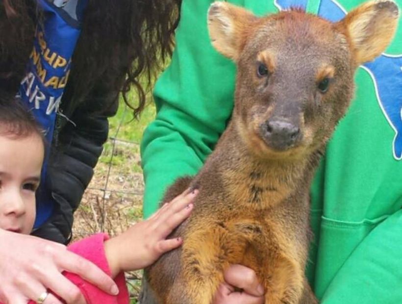 Rescatan a pudú que había sido atacado por perros en Dalcahue
