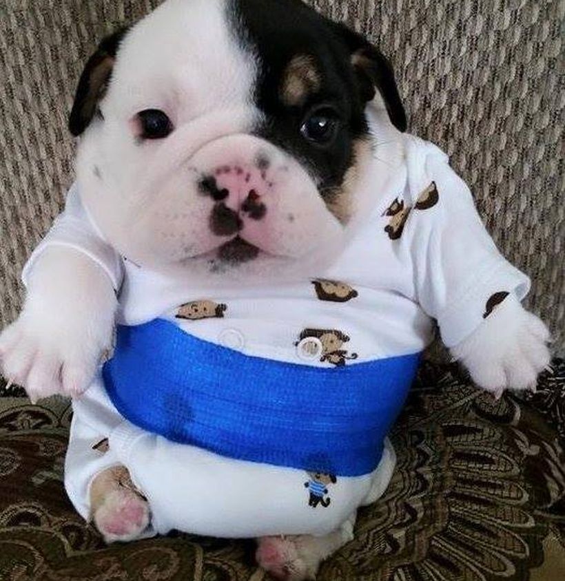 Este perro sin patas traseras es lo más tierno que verás hoy