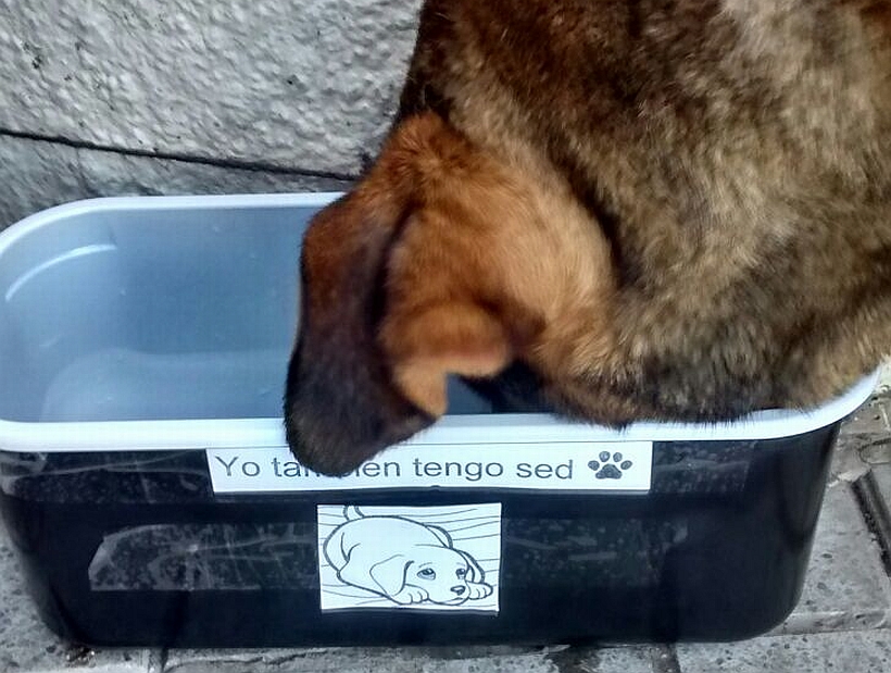 Campaña “Yo También Tengo Sed” busca apoyar a perros callejeros de ...