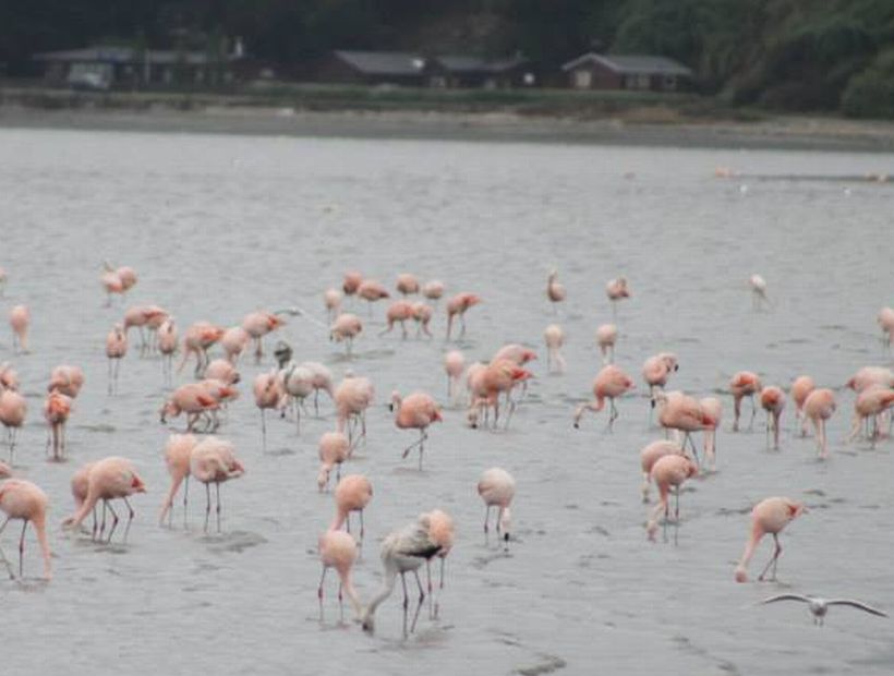 Caulín prepara el festival de las aves migratorias en Ancud