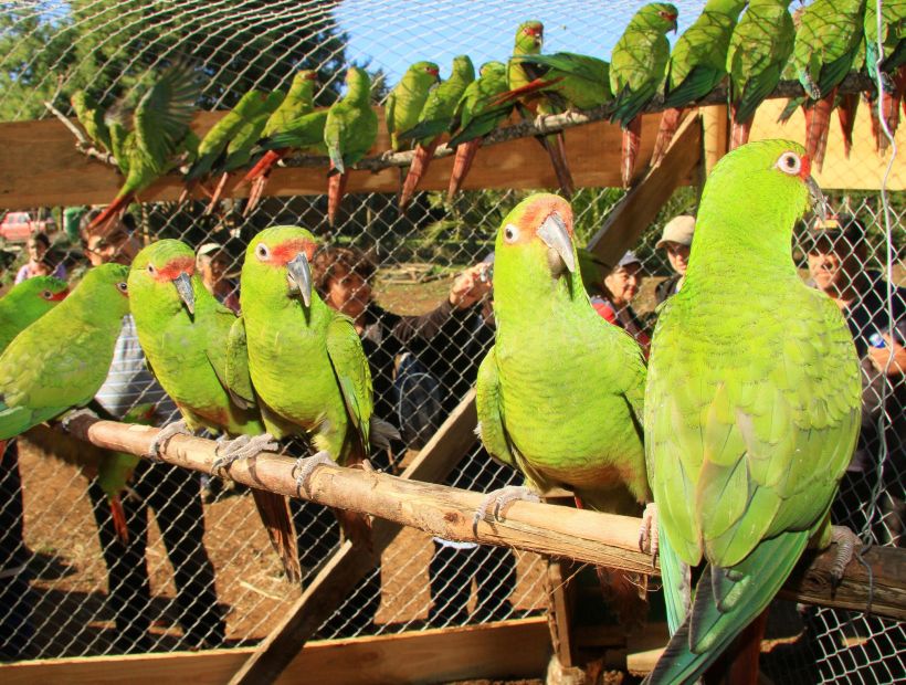 Codeff y la Municipalidad de Talcahuano se disputan el control del ...