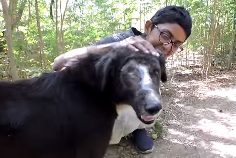 La increíble recuperación de Kalú, el perro que emociona al mundo