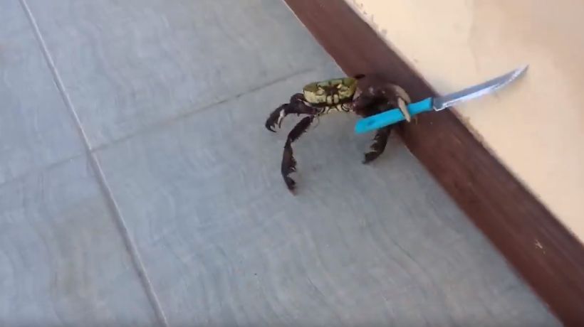 ¡Increíble! Mira la intimidante defensa de esta jaiba | soychile.cl