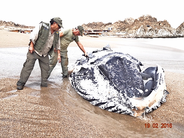 Encuentran ballena varada en Parque Nacional Pan de Azúcar