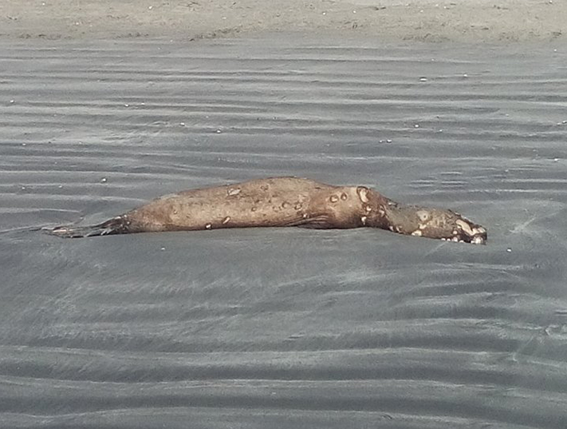 Decenas de lobos marinos han aparecido muertos en el balneario Hornitos