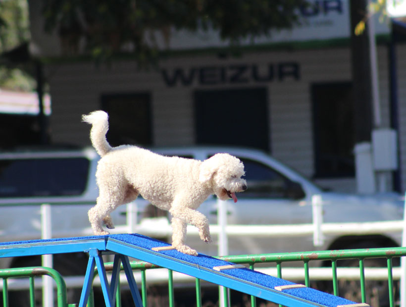 [Fotos] Mira la destreza de estos ágiles perros en el recinto Sago